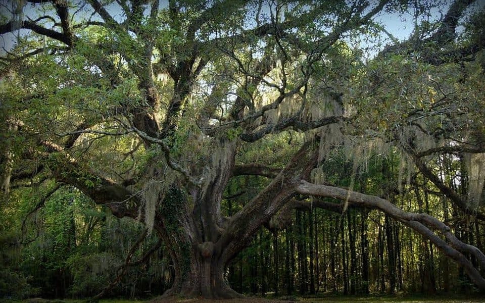 Lichgate on High Road - Tallahassee Times