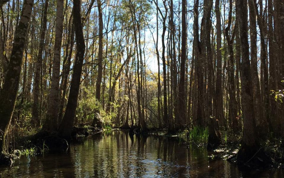 St. Marks River Preserve State Park - Tallahassee Times