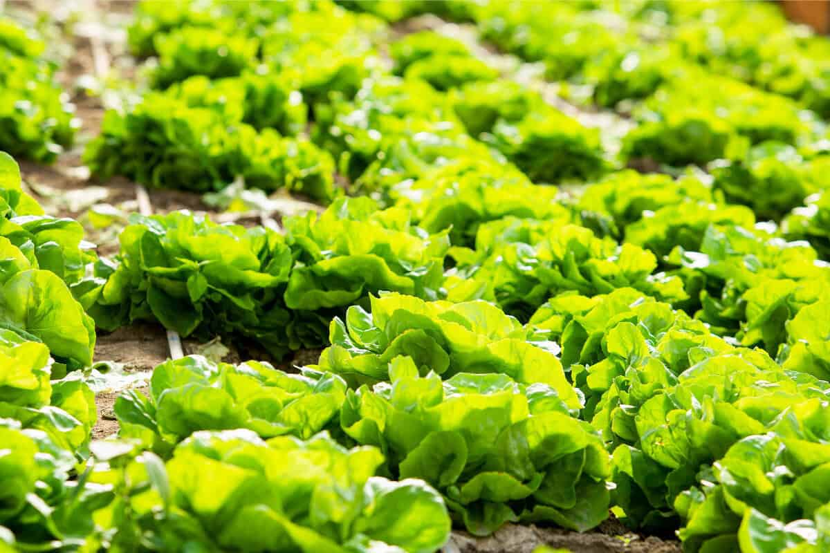 Winter Crops That Thrive: December Planting in North Florida ...