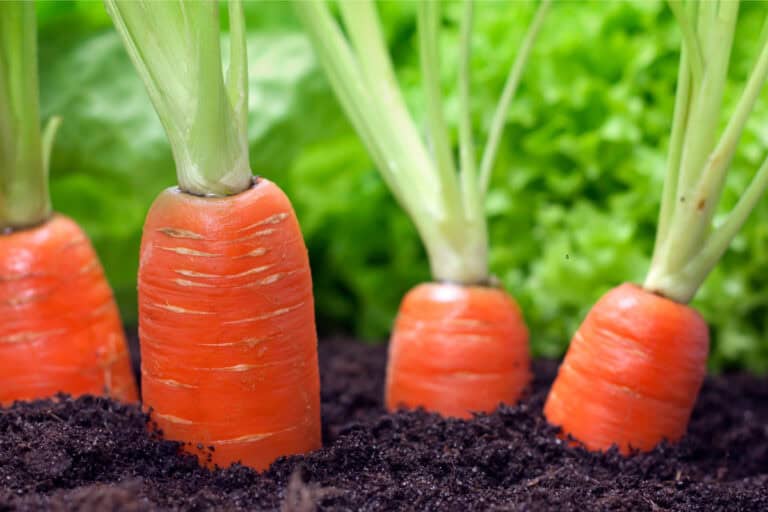 Winter Crops That Thrive: December Planting in North Florida ...