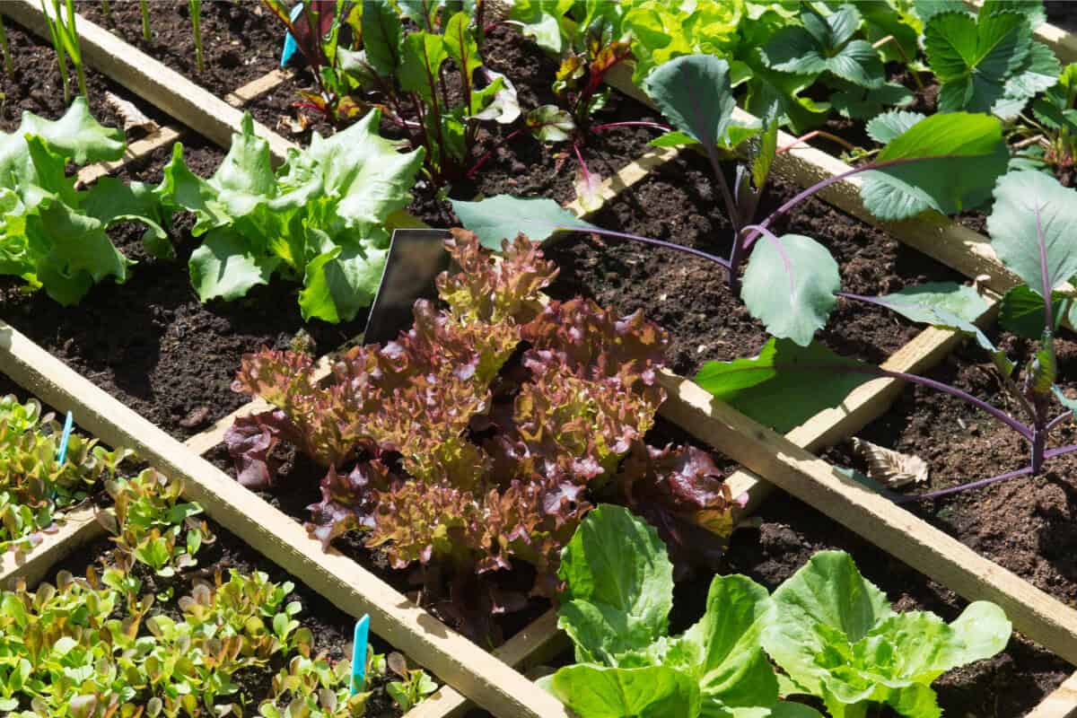 Winter Crops That Thrive: December Planting in North Florida ...